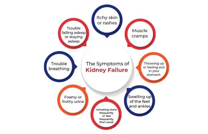 Causes and Symptoms of End-Stage Renal Failure